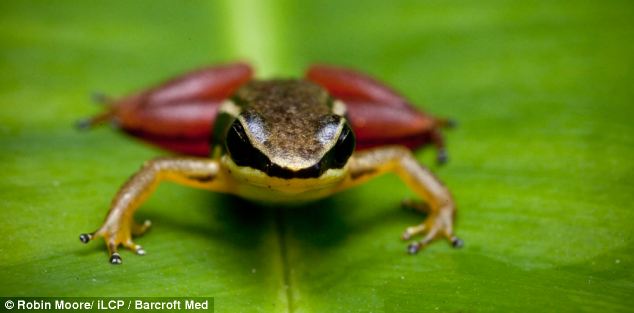 Thaipanda+: Bizarre beaked toad one of three new species discovered ...