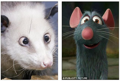 The real life Remy? Cross-eyed possum bears a remarkable resemblance to ...