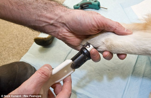 dailypetfwd: Mitzi the bionic dog is back on her feet with the world's ...