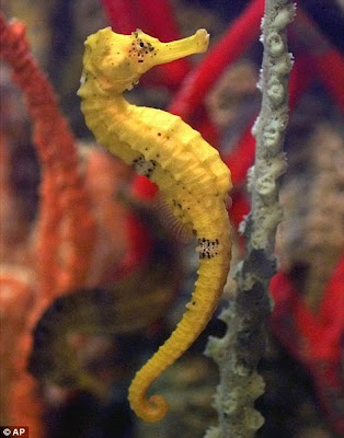 The animal zone: How the seahorse evolved its arched head and S-shape ...
