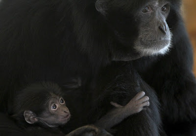 A one month old baby Siamang Gibbon ~ Animal News