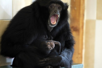 A one month old baby Siamang Gibbon ~ Animal News