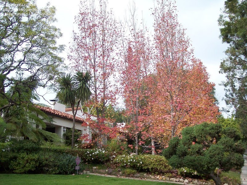 Southern California can do fall color after all » Sage Outdoor Designs