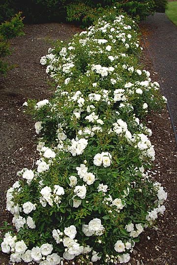 Flower Carpet roses are the easiest rose to grow » Sage Outdoor Designs