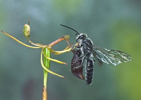 bunga anggrek: Penyerbukan Anggrek Langka yang Menakjubkan