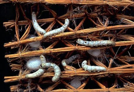 Inilah Proses Pembuatan Kain Sutra