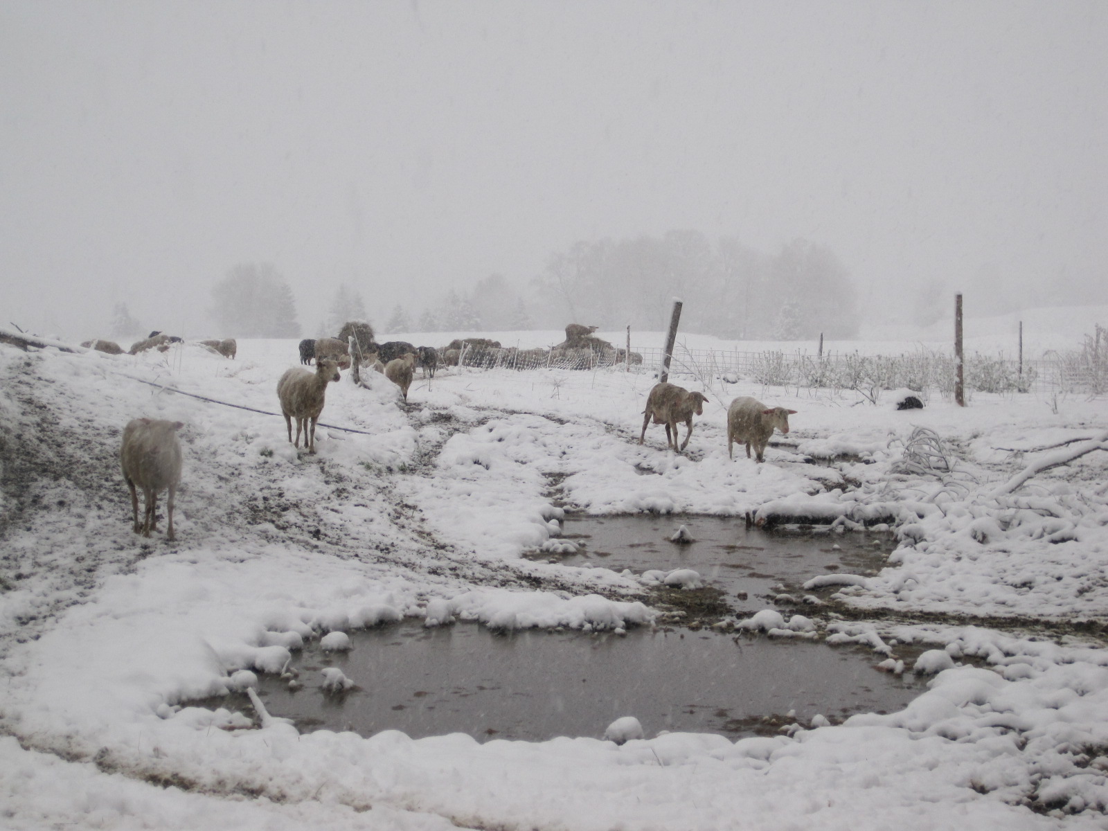 Ewe and Cheese: 20. Farm Animals in Winter Wonderland