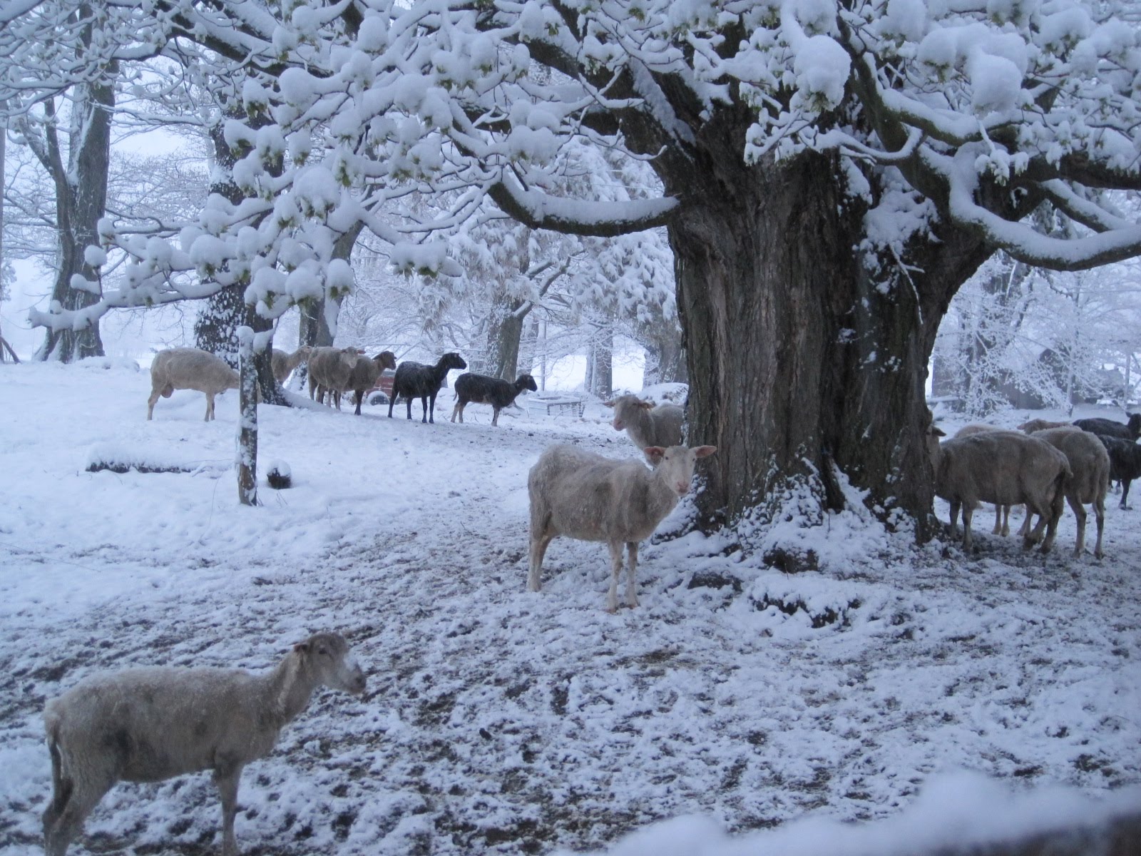 Ewe and Cheese: 20. Farm Animals in Winter Wonderland