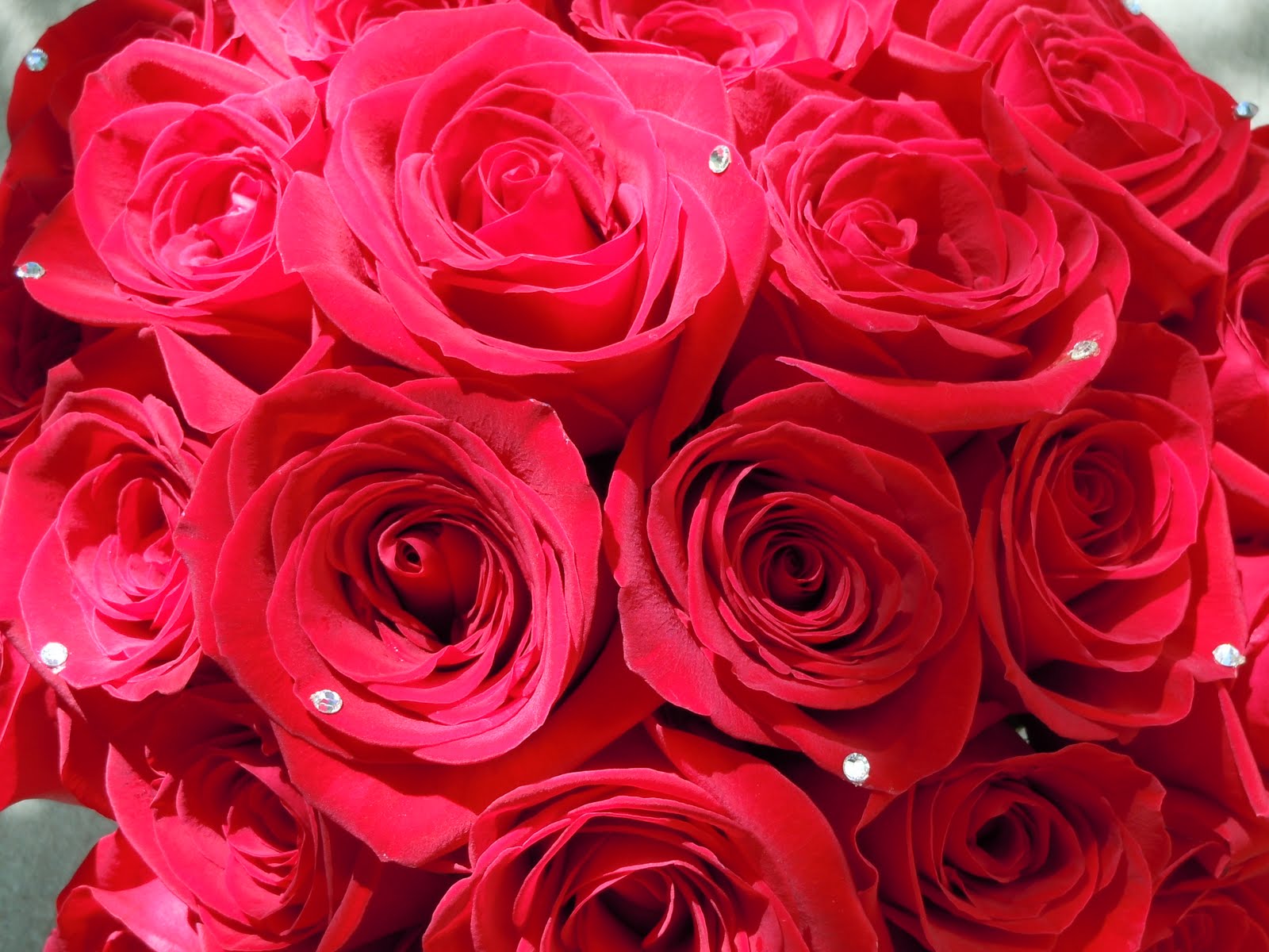 Hillside Consultants News: Red and Cream roses!