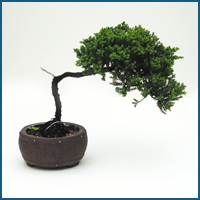 Bonsai Beginnings: the "Karate Kid" tree
