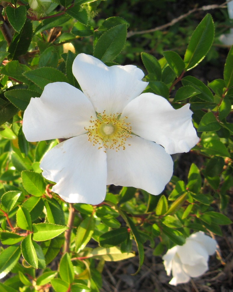 Bonsai Beginnings: Cherokee Rose