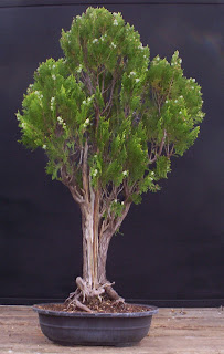 Bonsai Beginnings: Arborvitae