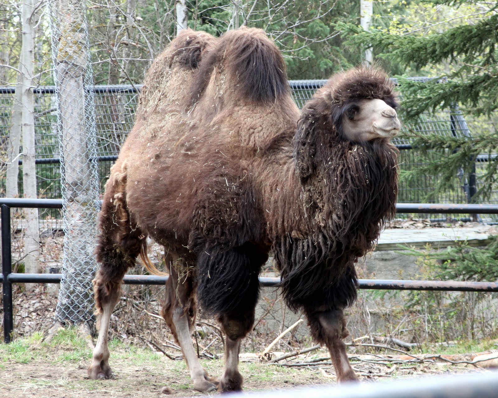 A day at the Alaska Zoo