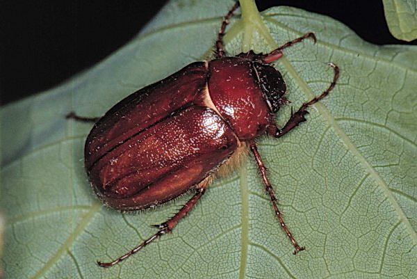 EL FUSCA O AUTO ESCARABAJO