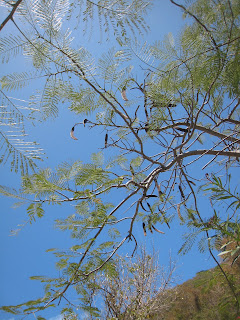 Botany of the BVI’s