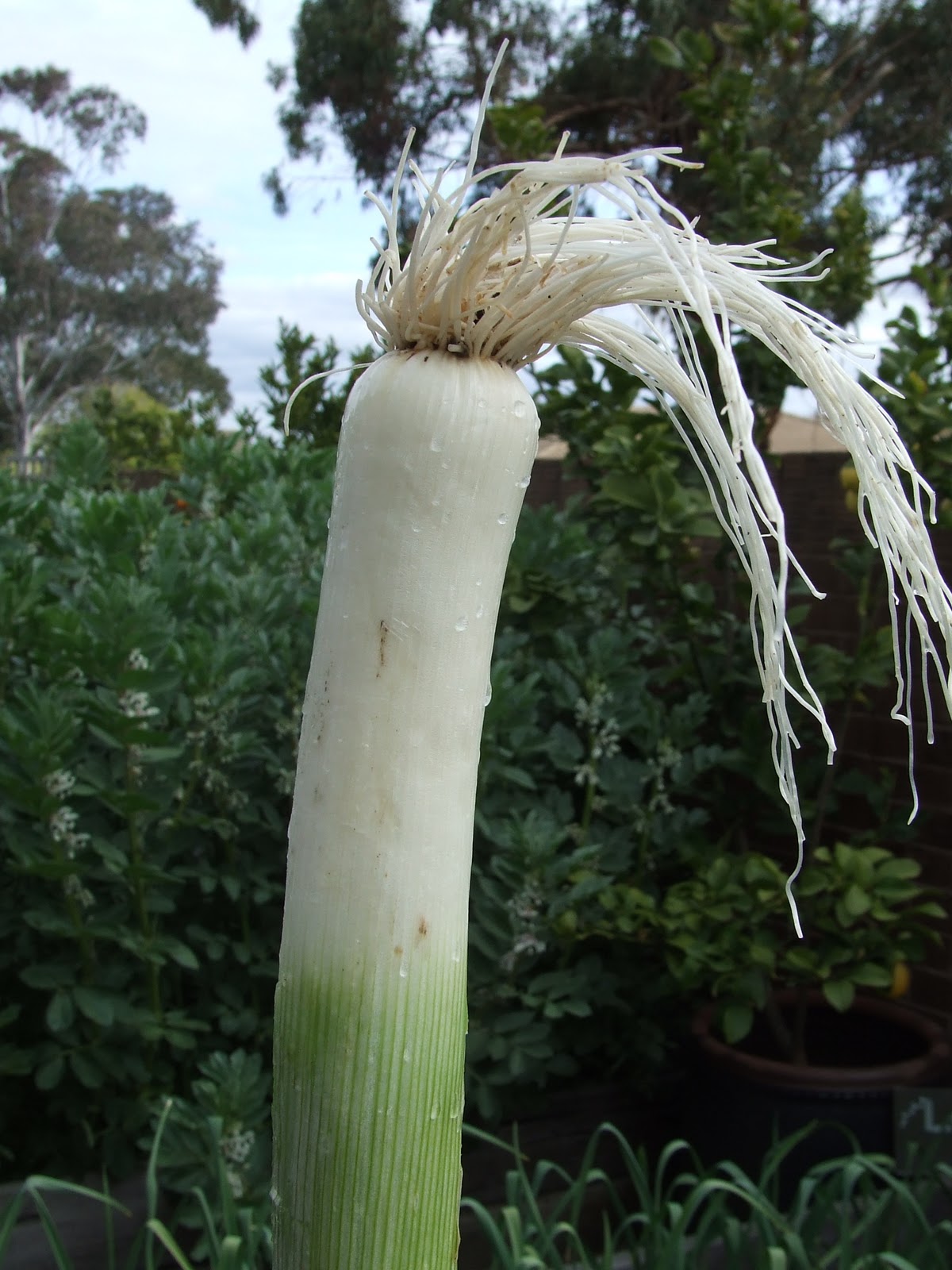 Taking A Leek - The Greening of Gavin