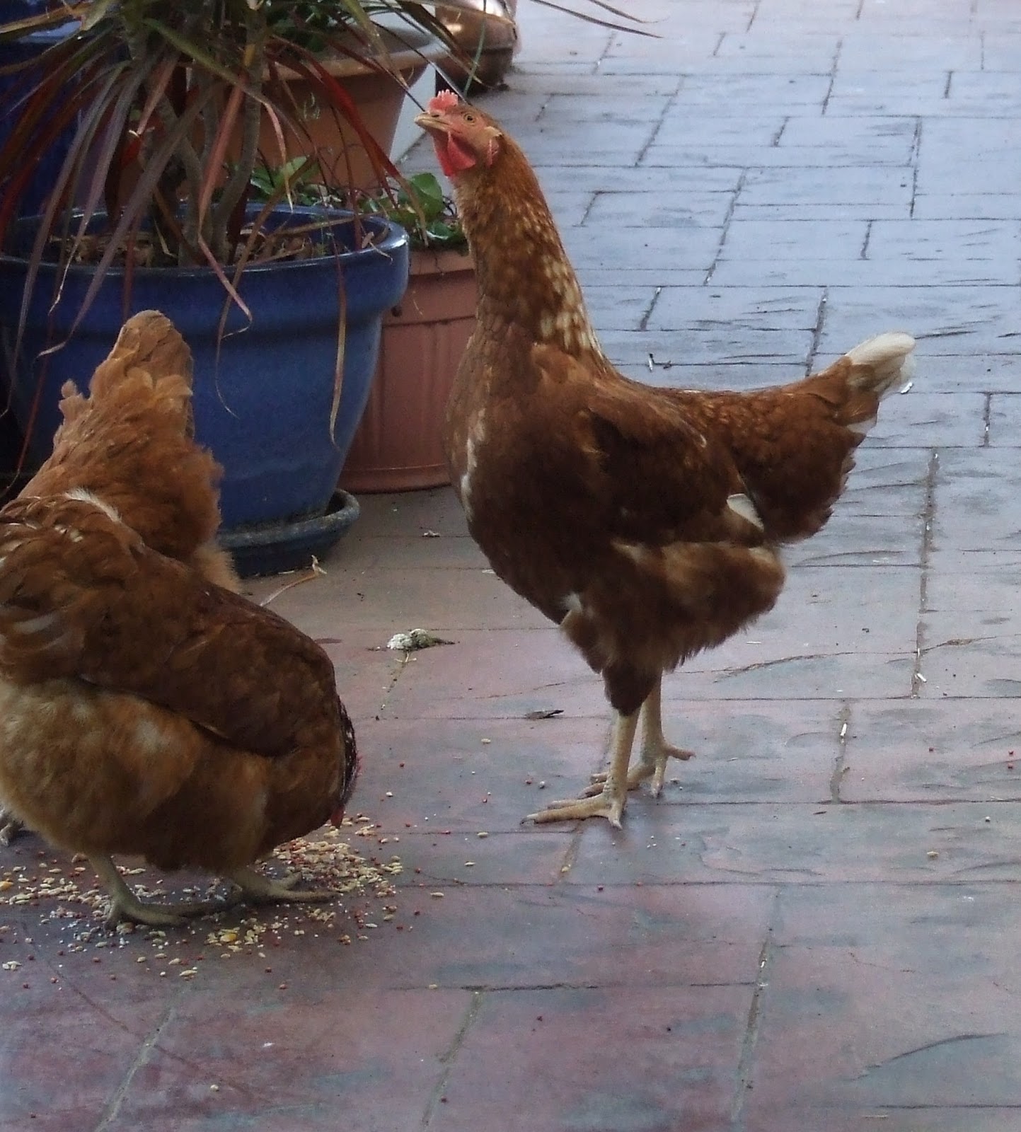 Goodbye Ginger - The Greening of Gavin