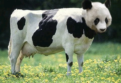 Tribe America - The stories of a society: Panda Cow...
