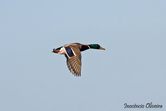 Birds of Portugal: Pato-real / Mallard / Anas platyrhynchos