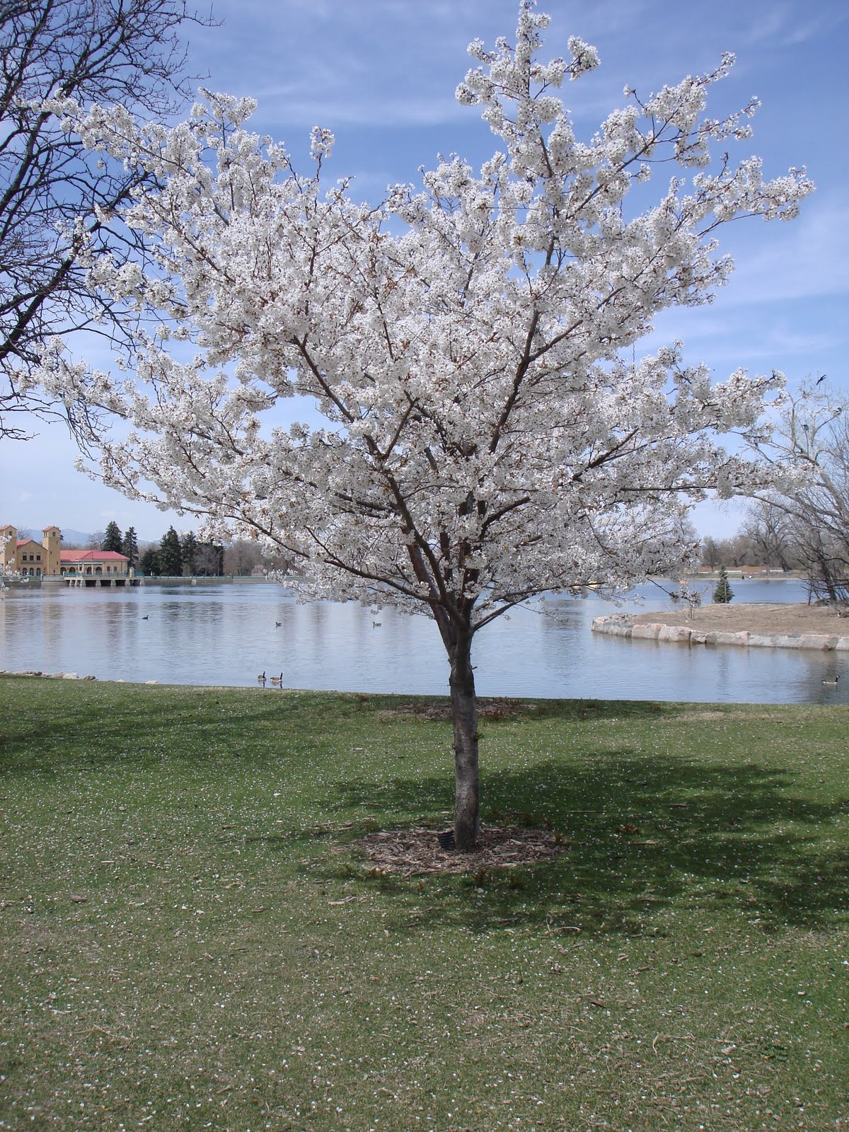 It's Not Any Saner In Denver: Spring And The Cherry Blossom Trees