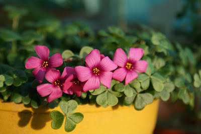 Oxalis spring