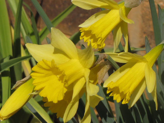 Dancing With Daffodils