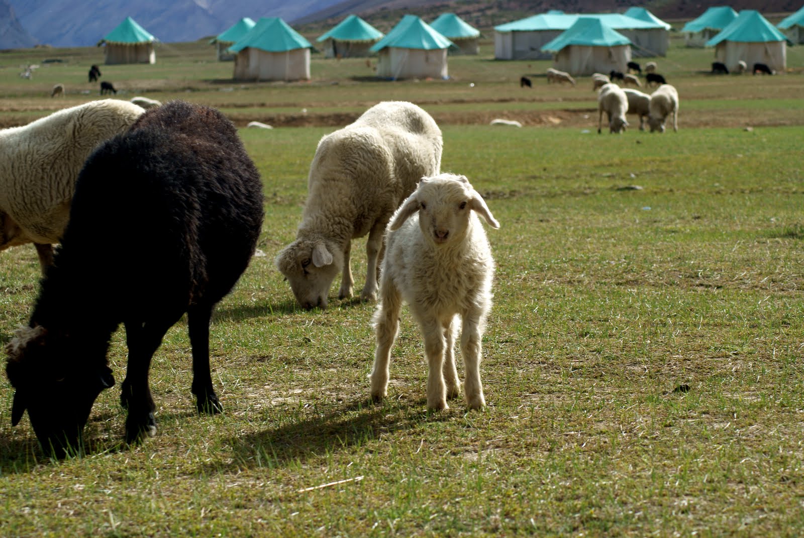 Once upon a time...: Ladakh: A Road Trip to the Himalayas