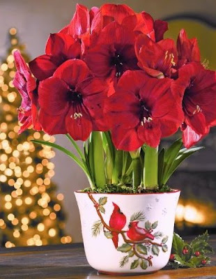 Christmas Amaryllis and How to Care the Bulbs