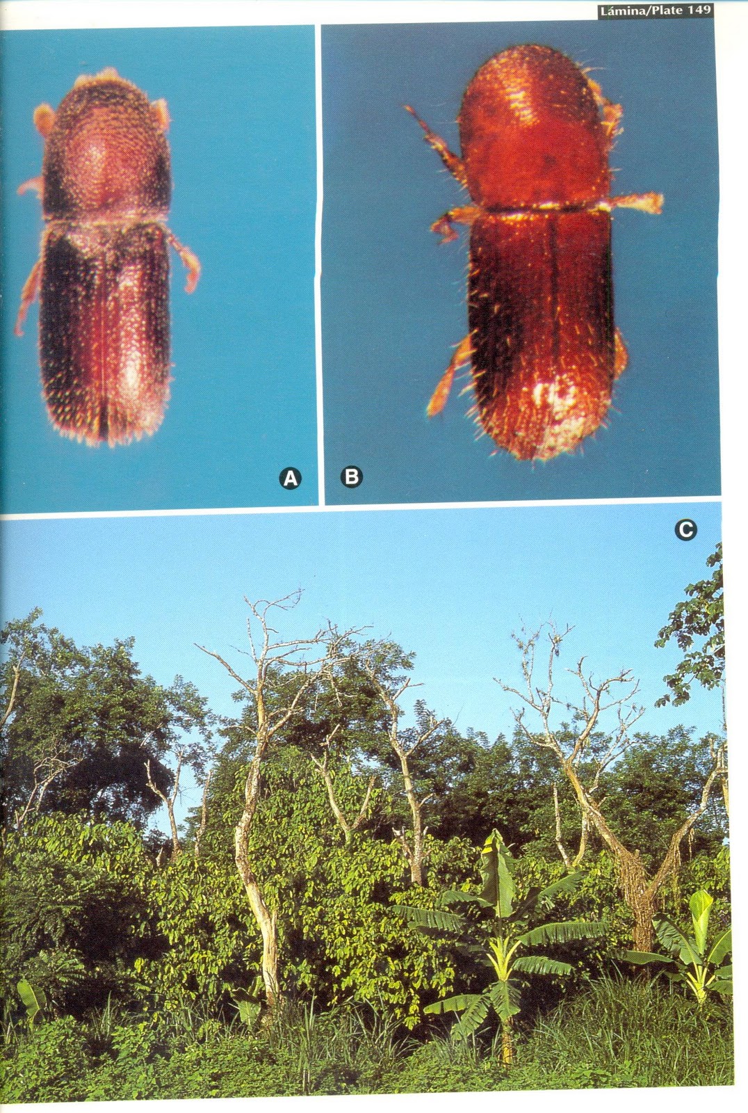 ENTOMOLOGIA FORESTAL MORALES: INSECTOS QUE SE ALIMENTAN DE MADERA HUMEDA