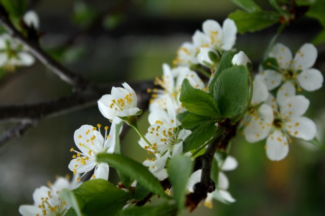 Mes passions: Prunus domestica Stanley
