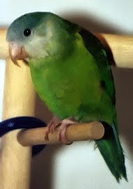 The Grey-cheeked Parakeet & Other Brotogeris: The Grey Cheek: Larger ...