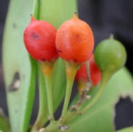 CULTIVOS ANTIGUOS: EL BARBASCO: RIQUEZA VEGETAL DE MEXICO