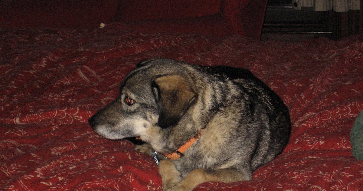 kenneth in the (212): Nina the Wonder Mutt