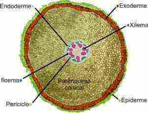 anatomia vegetal ~ Biomais Katia Queiroz