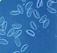 OXIUROSE ~ Biomais Katia Queiroz