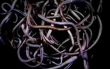 Nematelmintos ~ Biomais DNA | Prof. Kátia Queiroz