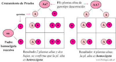 Mundo ADN: Cruce monohíbrido clásico