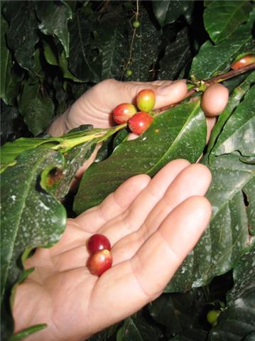 Swedish School in Lusaka: A tour at the Munali Coffee Farm