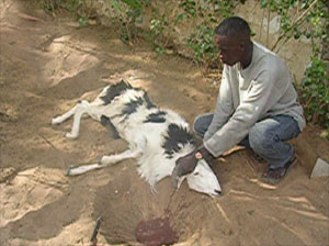 Learning Gives Back - Elliott & Cathy Masie for Malaria No More ...