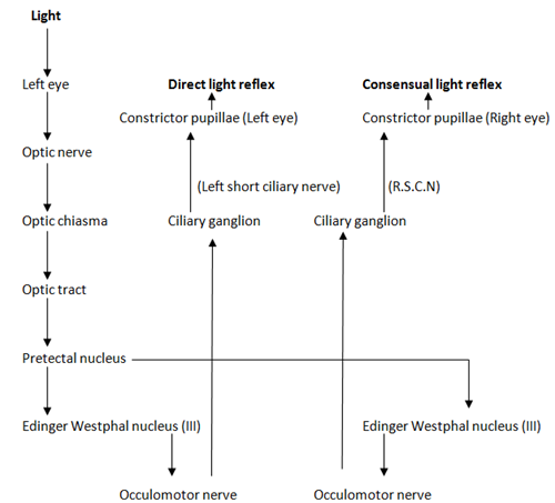 free medical stuff for students: light reflex pathway