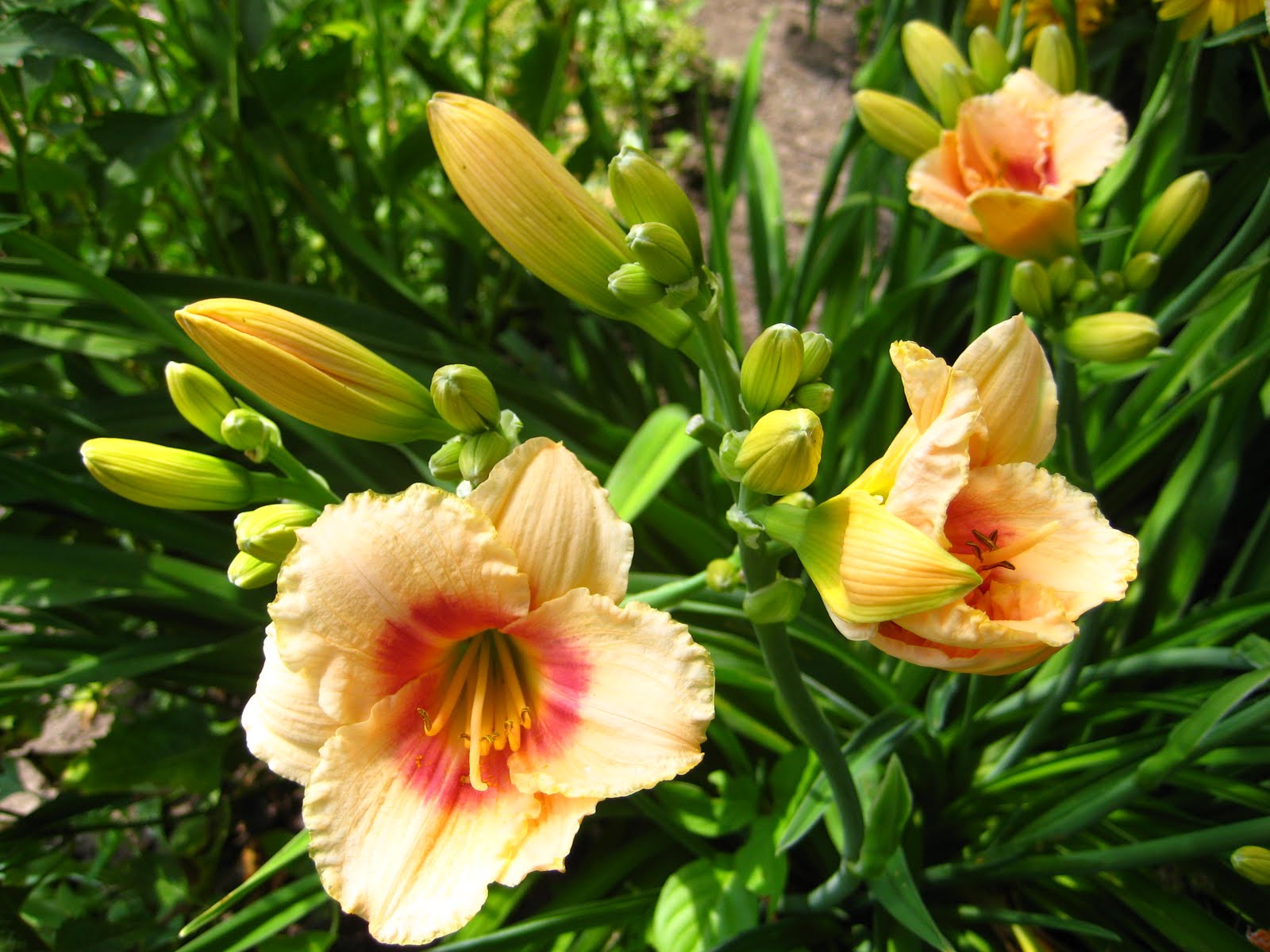 Perennials - Daylilies - Susan's in the Garden