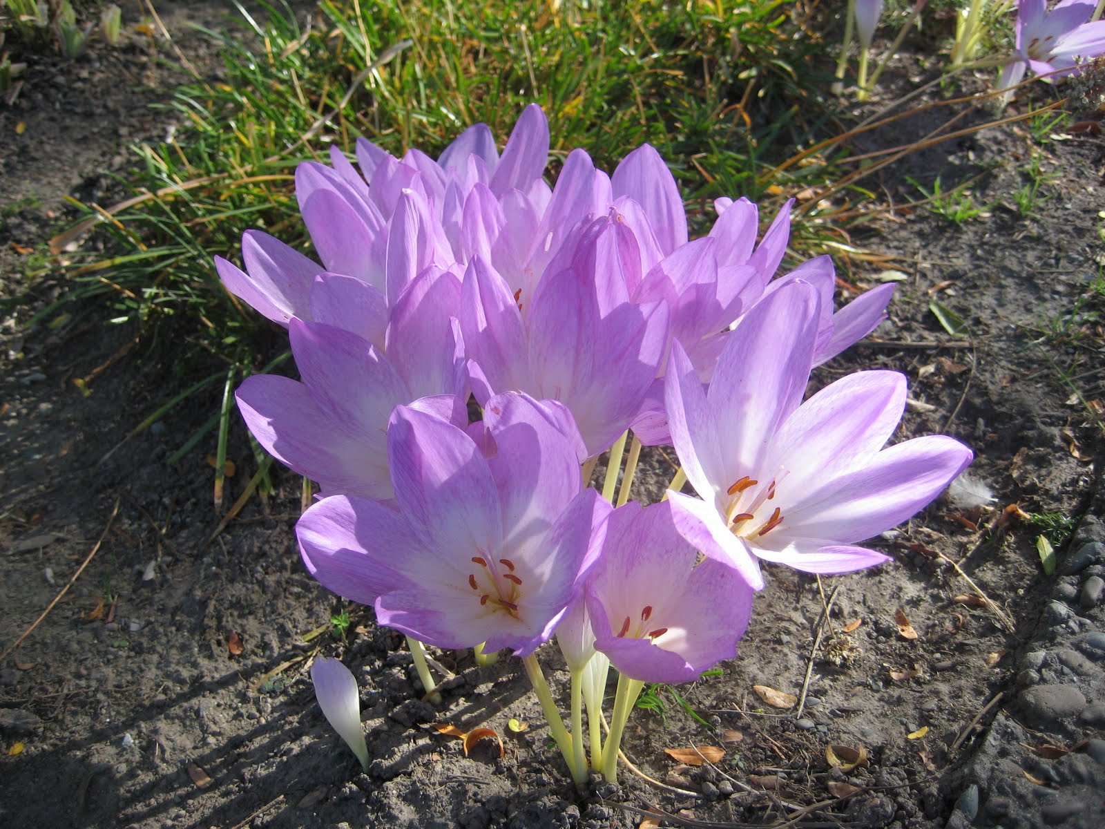 Perennials - Fall-blooming crocus - Susan's in the Garden