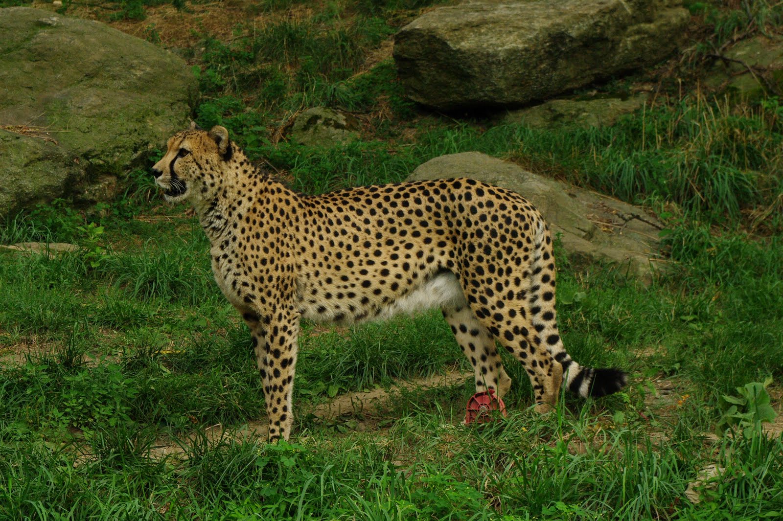 Our trip to the Philadelphia Zoo - Pieces of a Mom