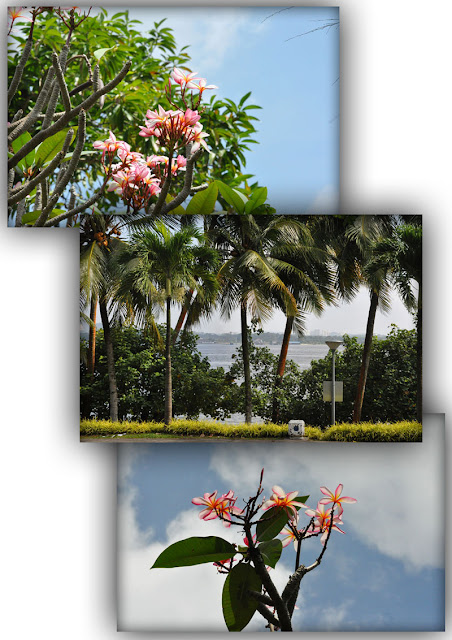 our life in Singapore: Sembawang Park