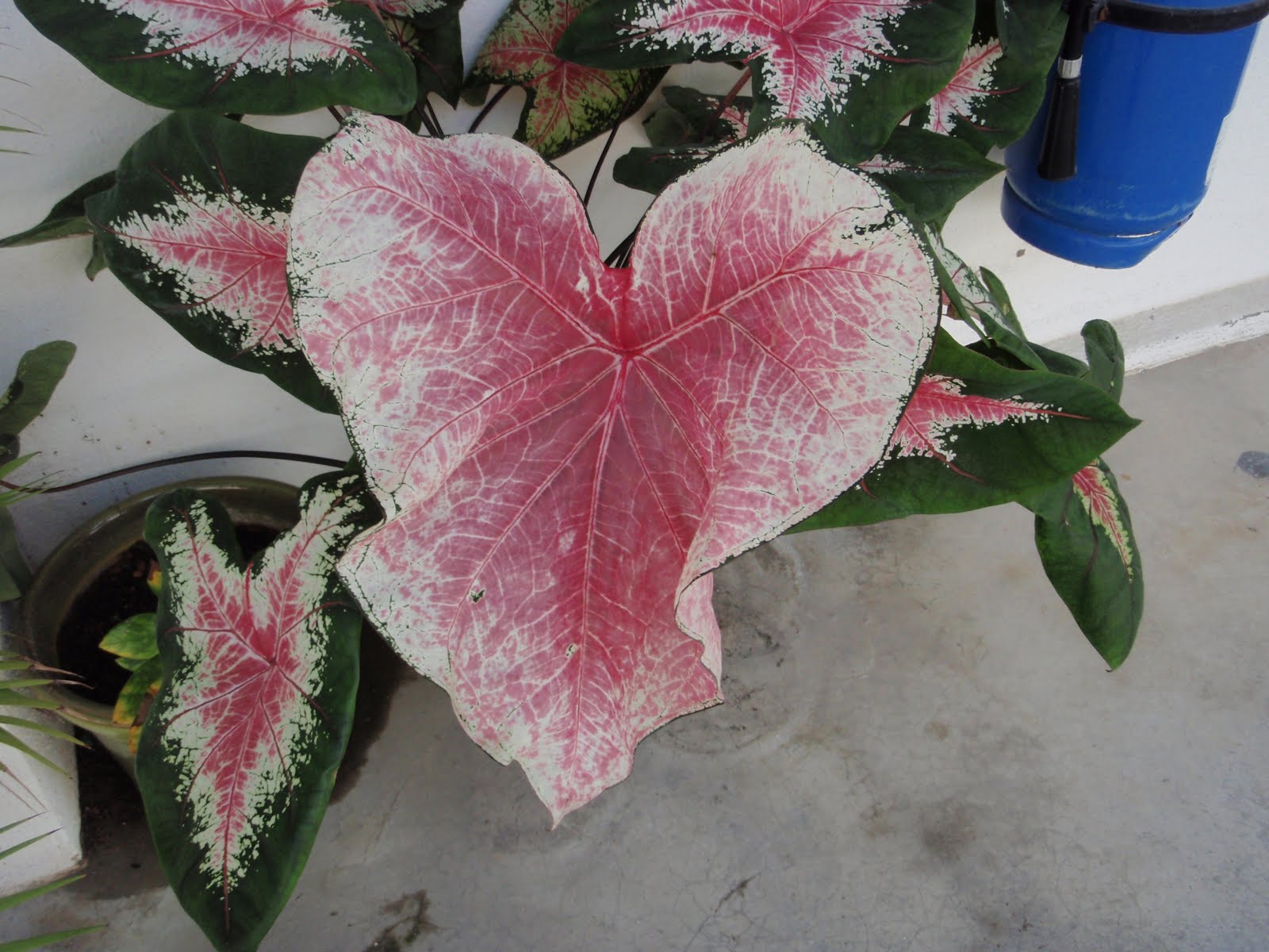 Xing Fu PINK HEART SHAPED LEAF xing-fu-pink-heart-shaped-leaf