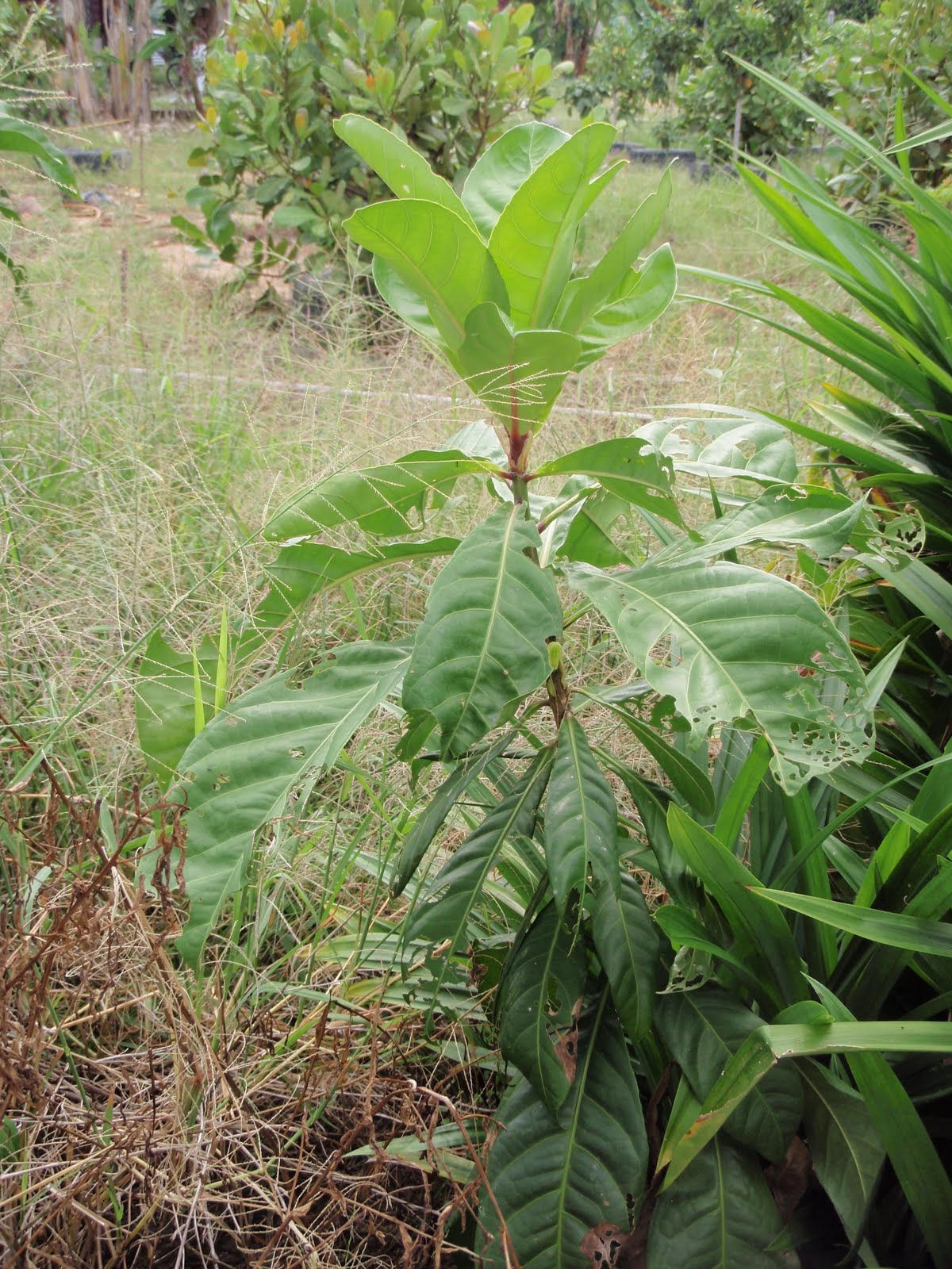 Xing Fu: PUTAT SUNGAI