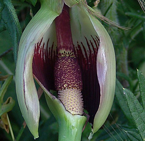 Dracunculus Vulgaris | Fauna dan Flora