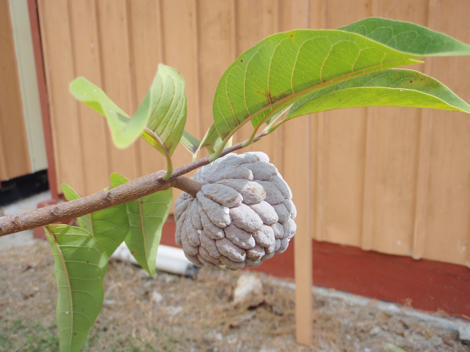 Xing Fu: CUSTARD APPLE