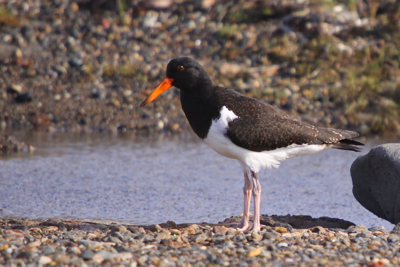 A Bird in the Bush: Coon Island, Swansea