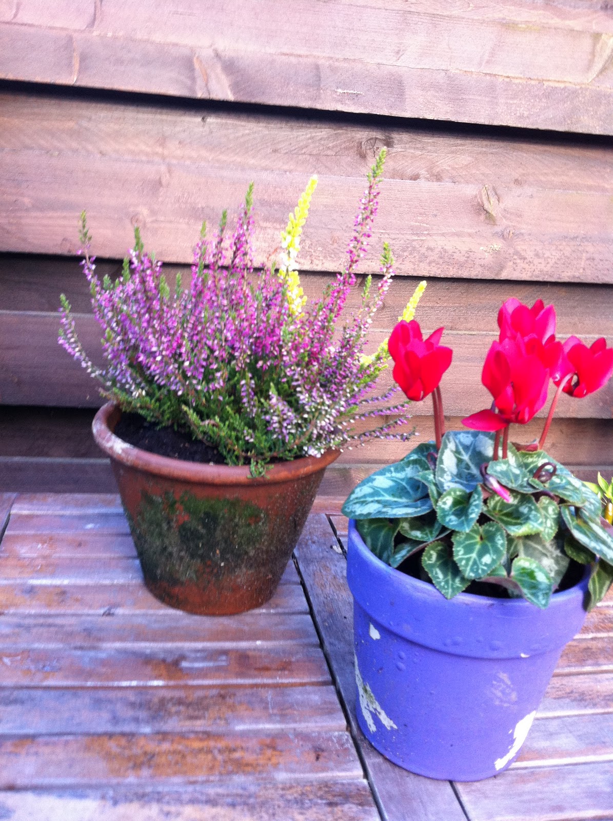 hare majesteits tuin en zo: eindelijk weer een update :)